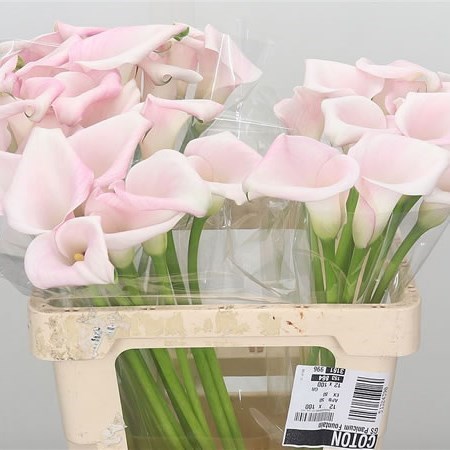 CALLA LILY SWEET ART 60cm | Wholesale Dutch Flowers & Florist Supplies UK