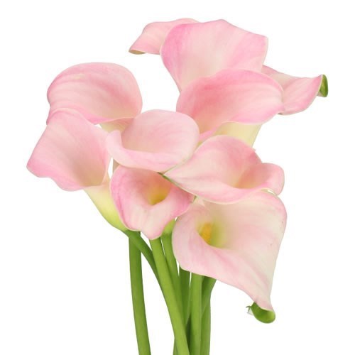 CALLA LILY SWEET MISTY 65cm | Wholesale Dutch Flowers & Florist Supplies UK