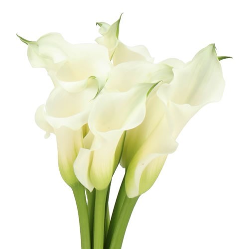 CALLA LILY WHITE MAMBO 65cm | Wholesale Dutch Flowers & Florist Supplies UK
