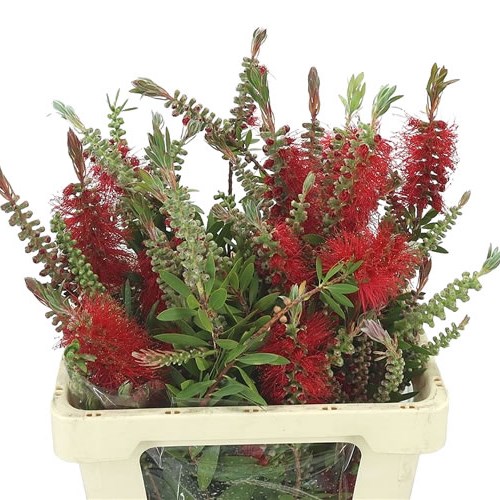 CALLISTEMON RED 70cm | Wholesale Dutch Flowers & Florist Supplies UK