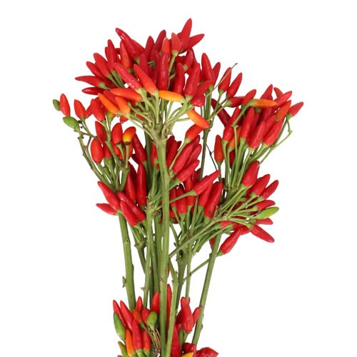 CAPSICUM RED FIRE 50cm | Wholesale Dutch Flowers & Florist Supplies UK