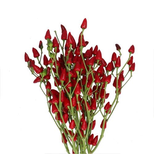 CAPSICUM XMAS RED 80cm | Wholesale Dutch Flowers & Florist Supplies UK