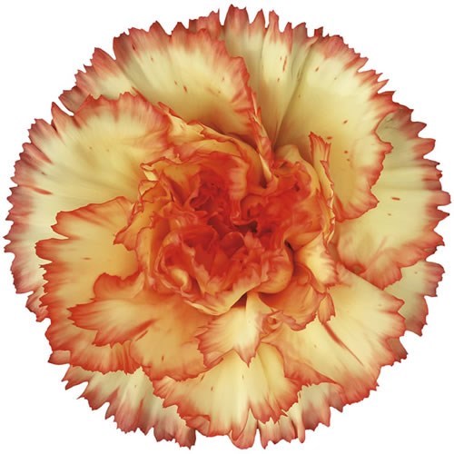 CARNATION BOIRO 60cm | Wholesale Dutch Flowers & Florist Supplies UK