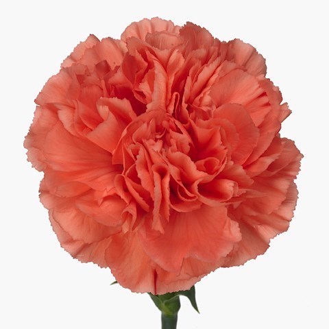 CARNATION CAROLINE 60cm | Wholesale Dutch Flowers & Florist Supplies UK