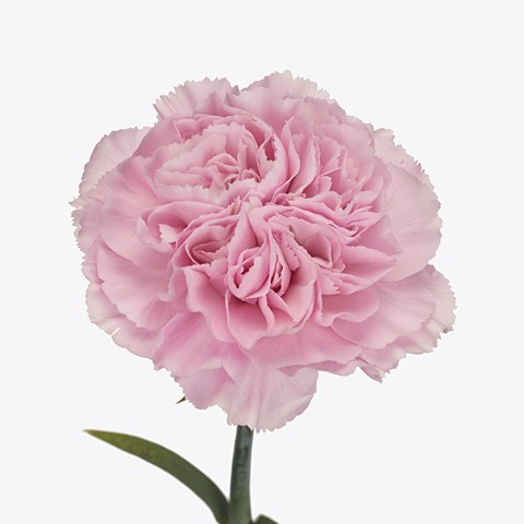 CARNATION CLEARWATER 70cm | Wholesale Dutch Flowers & Florist Supplies UK