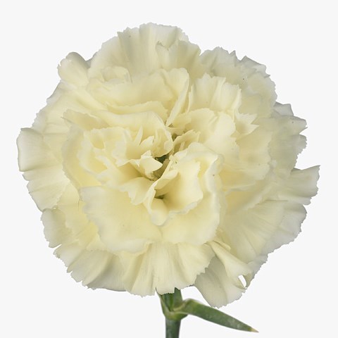 CARNATION DILETTA CREMA 70cm | Wholesale Dutch Flowers & Florist ...