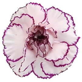 CARNATION FLORIGENE MUDAH 60cm | Wholesale Dutch Flowers & Florist ...