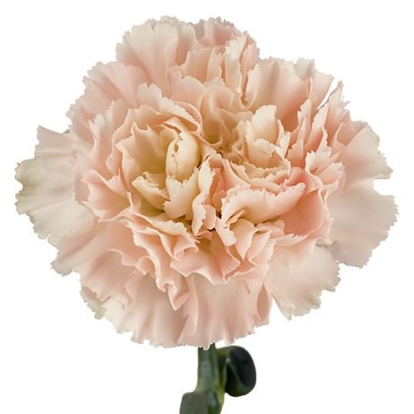CARNATION HANOI 65cm | Wholesale Dutch Flowers & Florist Supplies UK