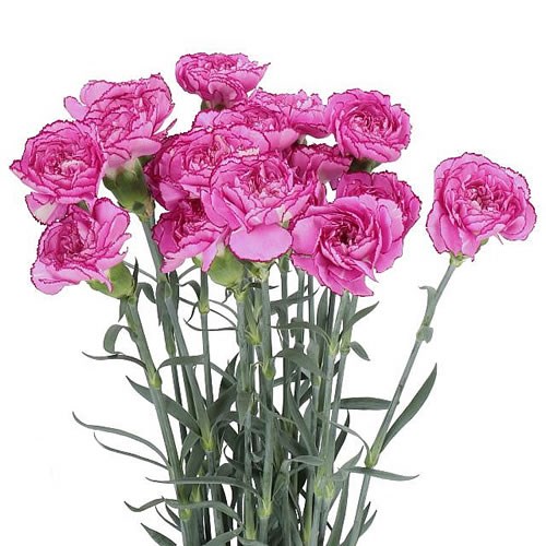 CARNATION ROYAL DAMASCUS 70cm | Wholesale Dutch Flowers & Florist ...