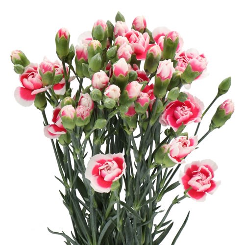 CARNATION SPR. CHERRY MARVEL 60cm | Wholesale Dutch Flowers & Florist ...