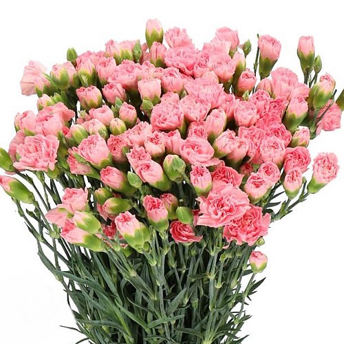 CARNATION SPR. MONTANA 50cm | Wholesale Dutch Flowers & Florist Supplies UK