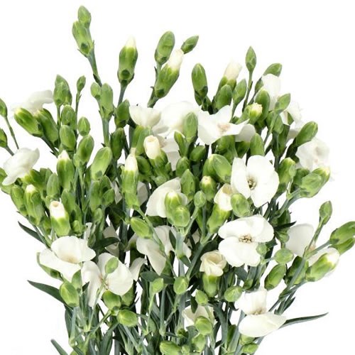 CARNATION SPR. SOLOMIO SOLANDIS CALMFLY 60cm | Wholesale Dutch Flowers ...