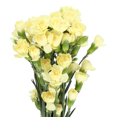 CARNATION SPR. XANTHE SELECT 65cm | Wholesale Dutch Flowers & Florist ...