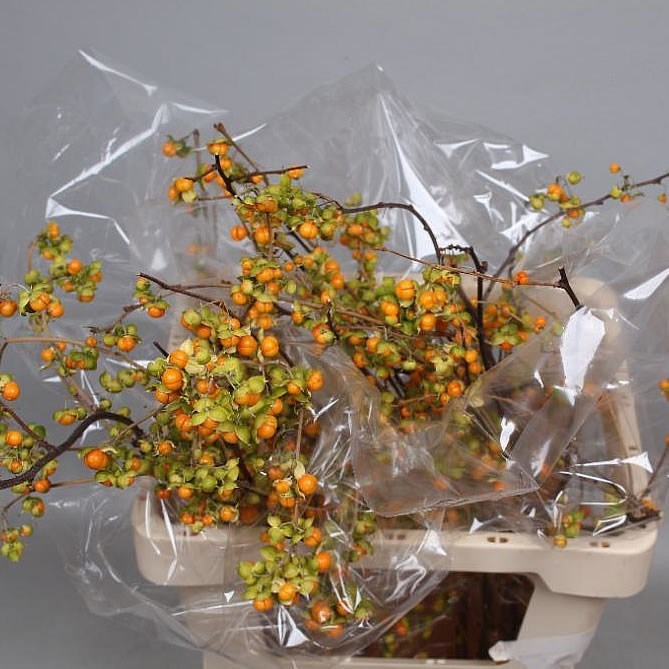 CELASTRUS BOOMWURGER 60cm | Wholesale Dutch Flowers & Florist Supplies UK