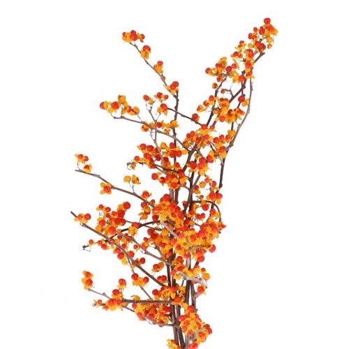 CELASTRUS SCANDENS NICO 80cm | Wholesale Dutch Flowers & Florist ...