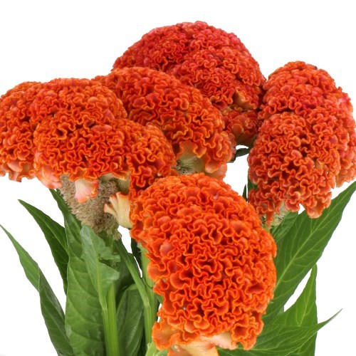 CELOSIA REPRISE ORANGE 70cm | Wholesale Dutch Flowers & Florist Supplies UK