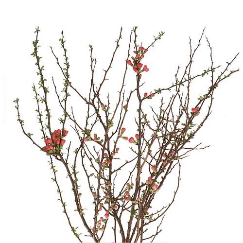 CHAENOMELES SUPERBA PINK 110cm | Wholesale Dutch Flowers & Florist ...