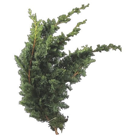 CHAMAECYPARIS WISSELII 50cm | Wholesale Dutch Flowers & Florist Supplies UK