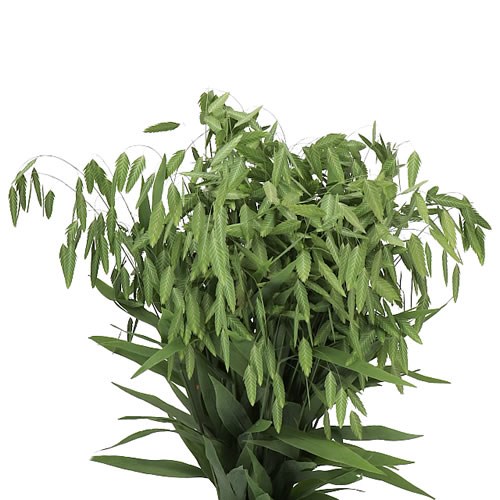 CHASMANTHIUM LATIFOLIUM 80cm | Wholesale Dutch Flowers & Florist ...