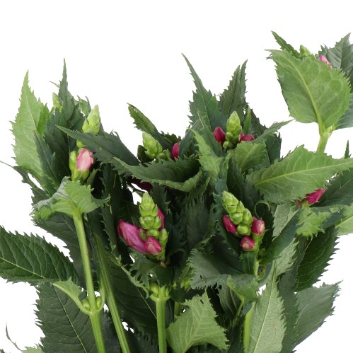 CHELONE OBLIQUA 70cm | Wholesale Dutch Flowers & Florist Supplies UK