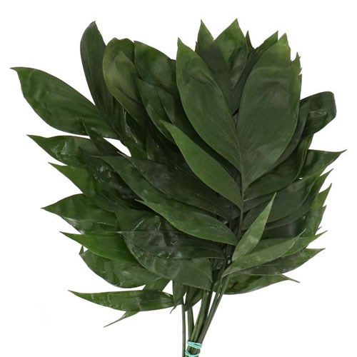 CHICO LEAF JADE 50cm | Wholesale Dutch Flowers & Florist Supplies UK