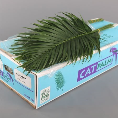 CHICO PALM 80cm | Wholesale Dutch Flowers & Florist Supplies UK