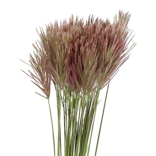 CHLORIS ROXBURGHIANA 60cm | Wholesale Dutch Flowers & Florist Supplies UK