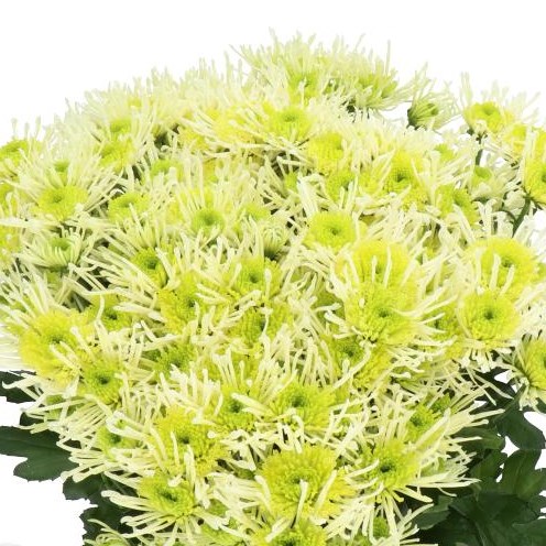 CHRYSANT SAN. ANURA GREEN 55cm | Wholesale Dutch Flowers & Florist ...