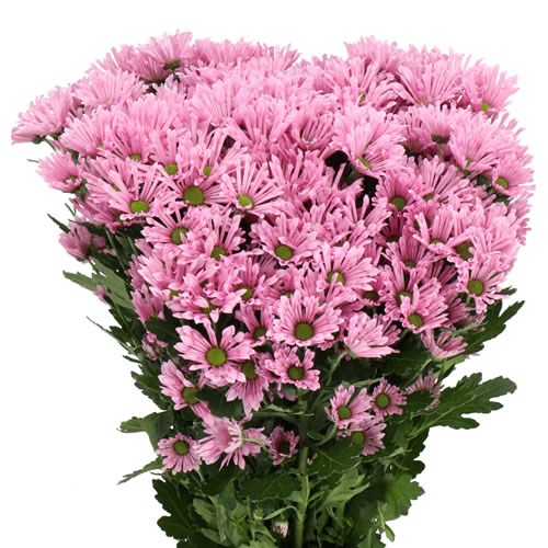 CHRYSANT SAN. BLUFF 55cm | Wholesale Dutch Flowers & Florist Supplies UK
