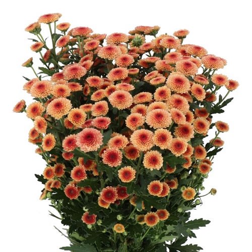 CHRYSANT SAN. CALIMERO APRICOT 55cm | Wholesale Dutch Flowers & Florist ...