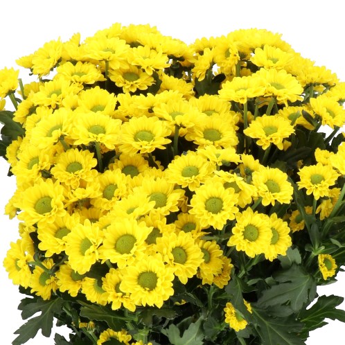CHRYSANT SAN. DINKY 55cm | Wholesale Dutch Flowers & Florist Supplies UK