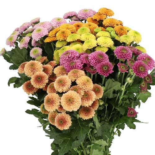 CHRYSANT SAN. DORIA MIX 55cm | Wholesale Dutch Flowers & Florist ...
