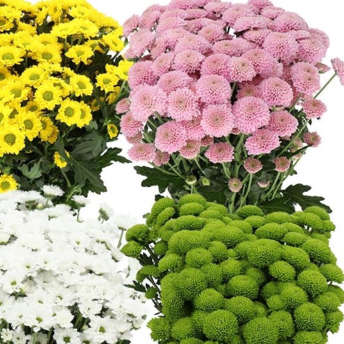 CHRYSANT SAN. EASTER MIX 55cm | Wholesale Dutch Flowers & Florist ...