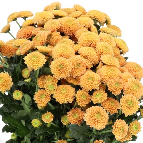 CHRYSANT SAN. ELLISON PEACH 55cm | Wholesale Dutch Flowers & Florist ...
