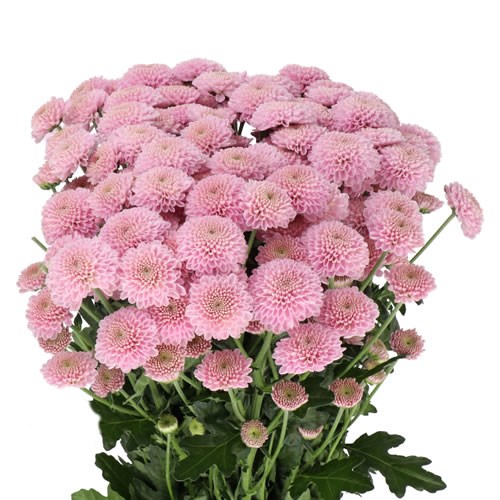 CHRYSANT SAN. ELLISON SWEET 55cm | Wholesale Dutch Flowers & Florist ...