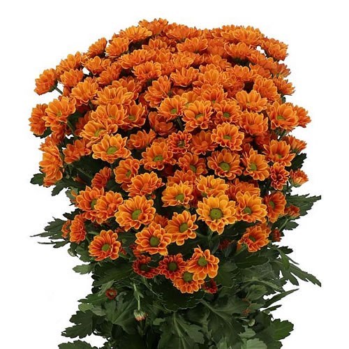 CHRYSANT SAN. INSTA 50cm | Wholesale Dutch Flowers & Florist Supplies UK