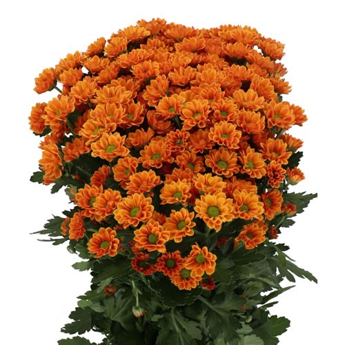 CHRYSANT SAN. INSTA 50cm | Wholesale Dutch Flowers & Florist Supplies UK