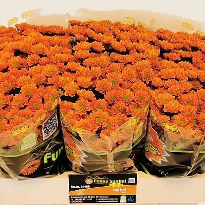 CHRYSANT SAN. INSTA 55cm | Wholesale Dutch Flowers & Florist Supplies UK