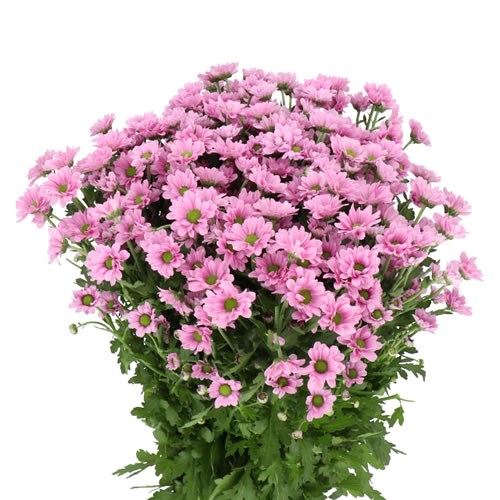 CHRYSANT SAN. KRISSI 55cm | Wholesale Dutch Flowers & Florist Supplies UK