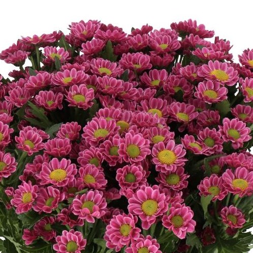 CHRYSANT SAN. LUBOV 55cm | Wholesale Dutch Flowers & Florist Supplies UK