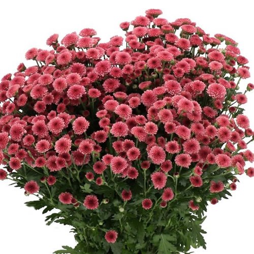CHRYSANT SAN. MADIBA CHERRY TYOLO 55cm | Wholesale Dutch Flowers ...