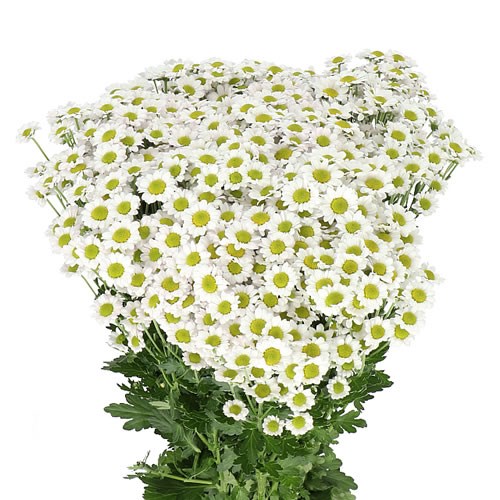 CHRYSANT SAN. MADIBA LINDI WHITE 55cm | Wholesale Dutch Flowers ...