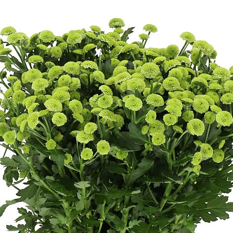 CHRYSANT SAN. MADIBA MINTY BOANE 55cm | Wholesale Dutch Flowers ...