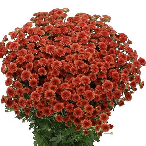 CHRYSANT SAN. MADIBA RED TYOLO 55cm | Wholesale Dutch Flowers & Florist ...