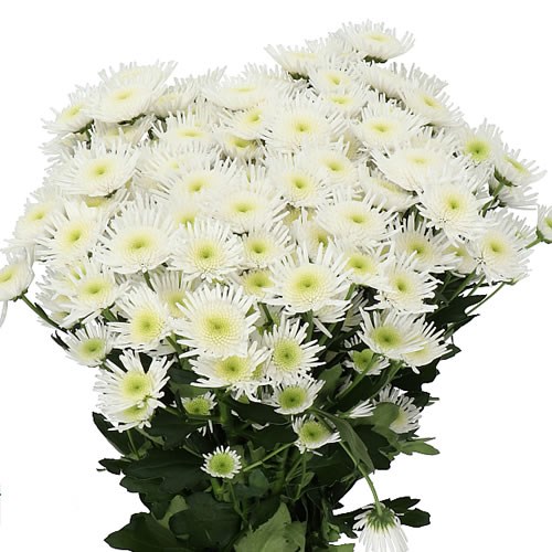 CHRYSANT SAN. MARADONA 55cm | Wholesale Dutch Flowers & Florist Supplies UK