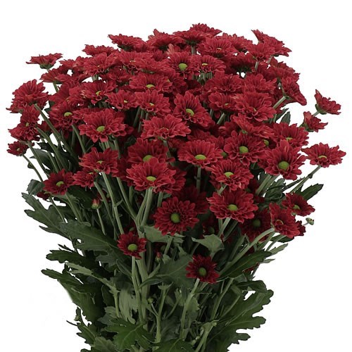 CHRYSANT SAN. MEXX 50cm | Wholesale Dutch Flowers & Florist Supplies UK