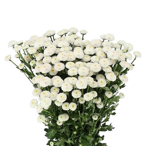 CHRYSANT SAN. PIZARRO 50cm | Wholesale Dutch Flowers & Florist Supplies UK