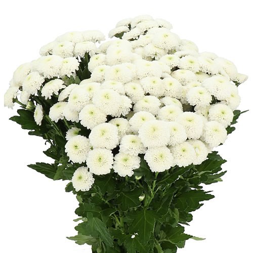 CHRYSANT SAN. POPPY 55cm | Wholesale Dutch Flowers & Florist Supplies UK