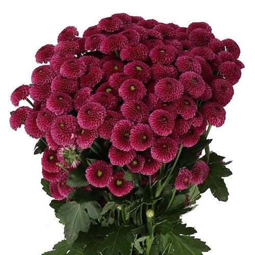 CHRYSANT SAN. PURPETTA 55cm | Wholesale Dutch Flowers & Florist Supplies UK