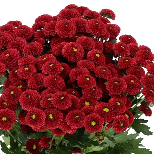 CHRYSANT SAN. PURPETTA RED 55cm | Wholesale Dutch Flowers & Florist ...
